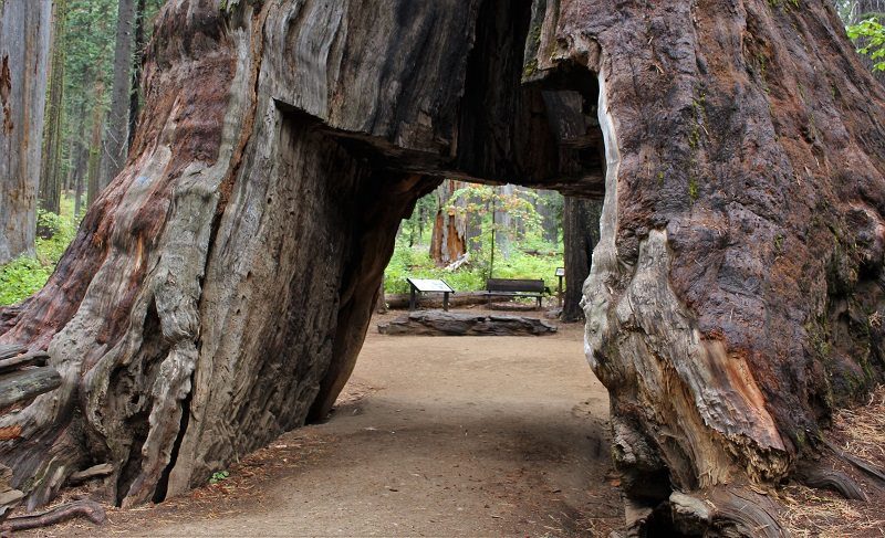 Iconic Redwood “tunnel tree” falls during storm – Finance Post Iconic Redwood “tunnel tree” falls during storm – Finance Post